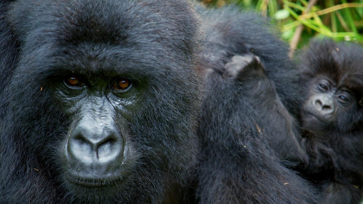Silverback Gorilla Vs Lion Video