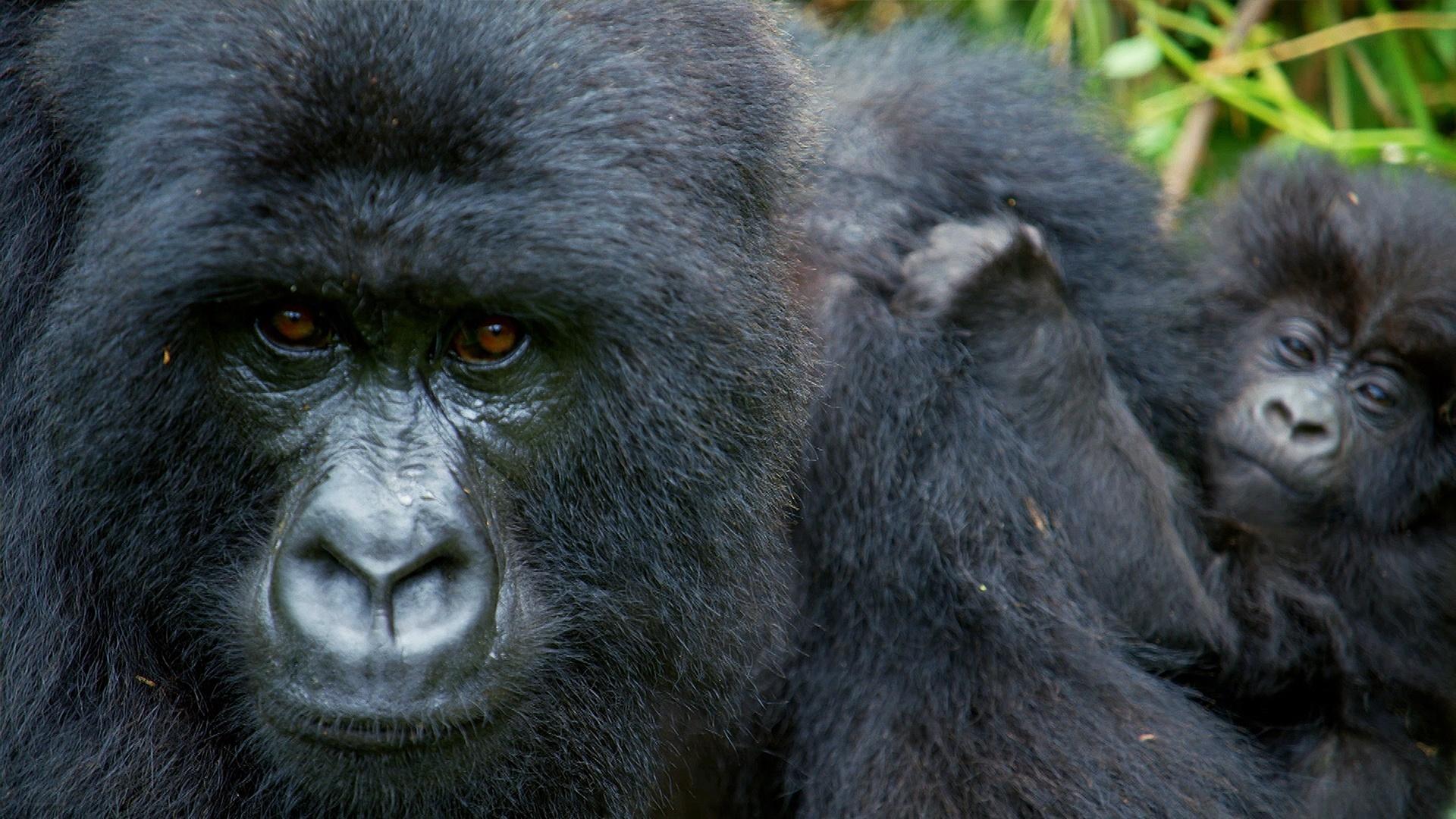 Alpha Gorilla is Dad of the Year | Nature | THIRTEEN - New York Public ...