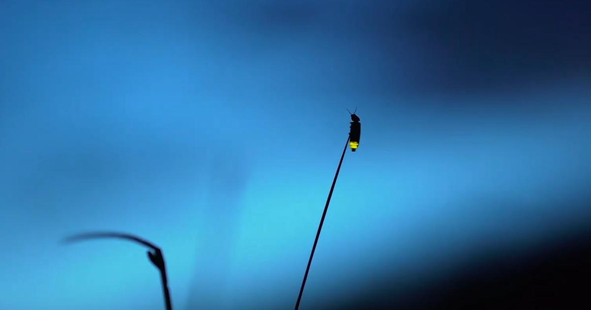 This Is Utah | Utah’s Fireflies | Season 3 | Episode 5 | PBS