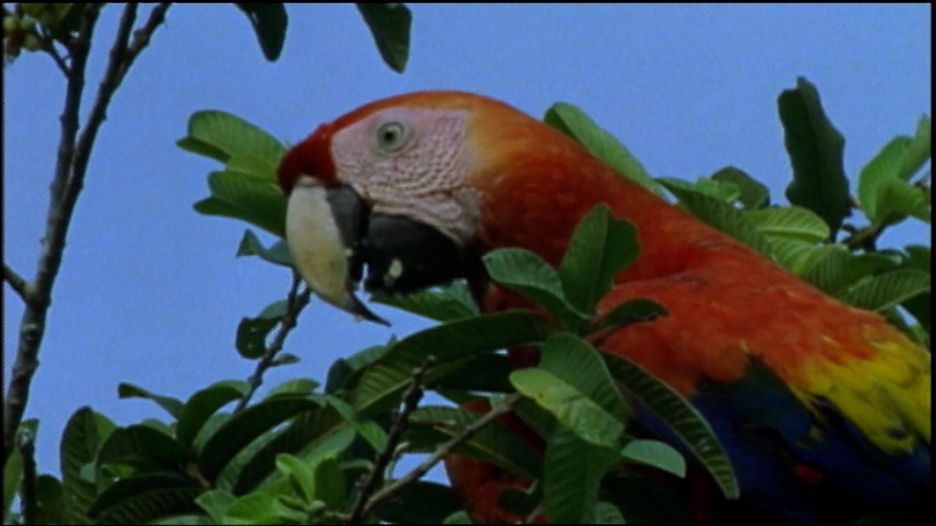 The Real Macaw | Nature | THIRTEEN - New York Public Media