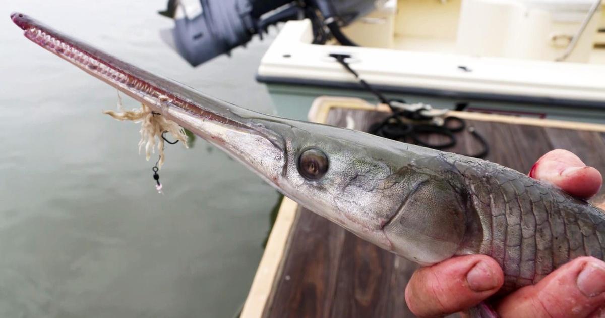Coastal Kingdom | Marine Fishes: Tidal Creeks and Rivers | Season 3 ...
