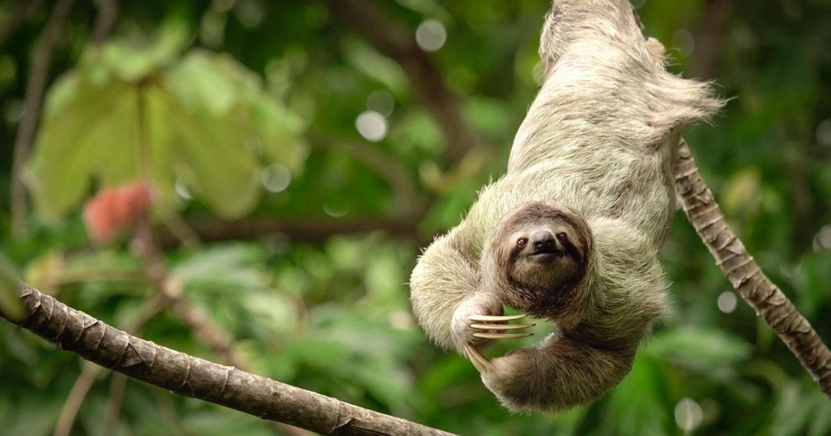 Canvasing the World with Sean Diediker | Canvasing Southern Costa Rica ...