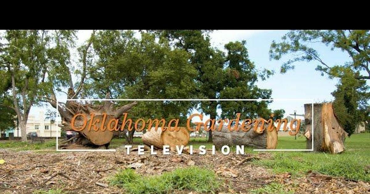 Oklahoma Gardening | Oklahoma Gardening September 9, 2023 | Season 50 ...