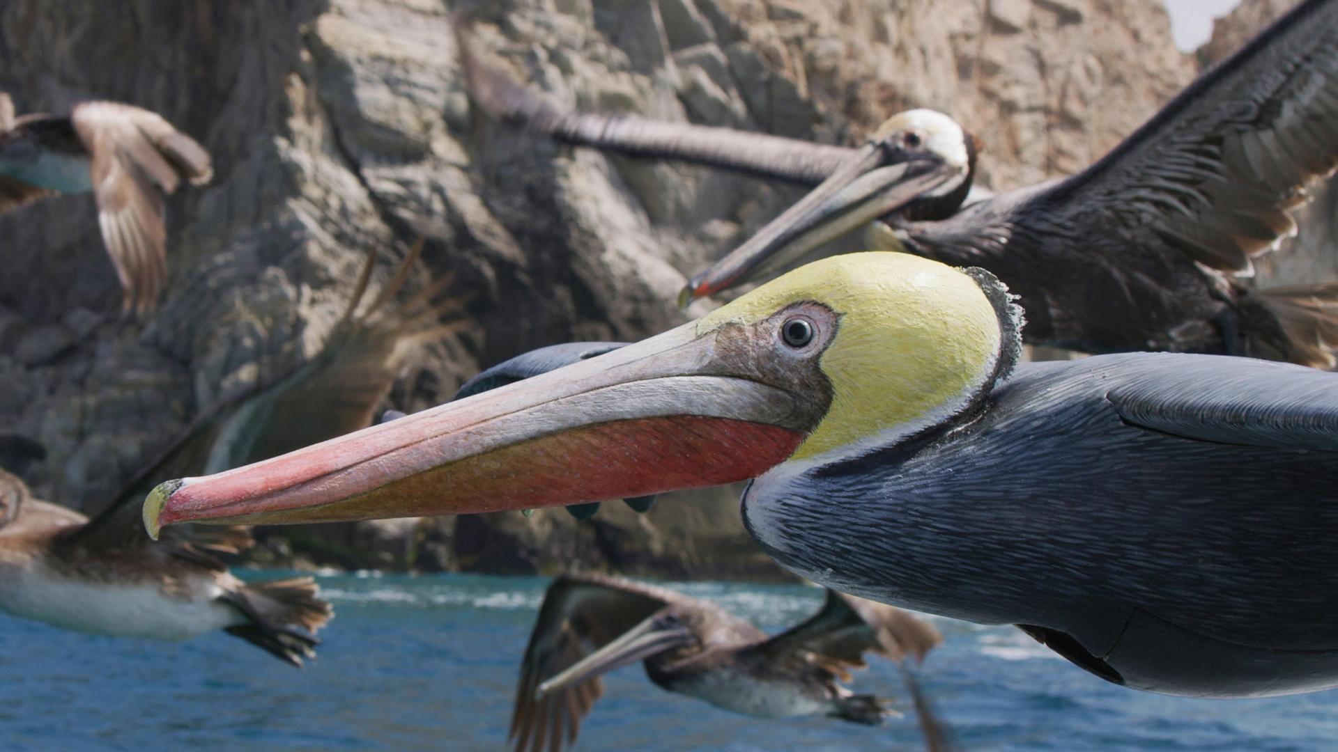 Preview of Spy in the Wild 2 - Episode Two: The North | Nature ...