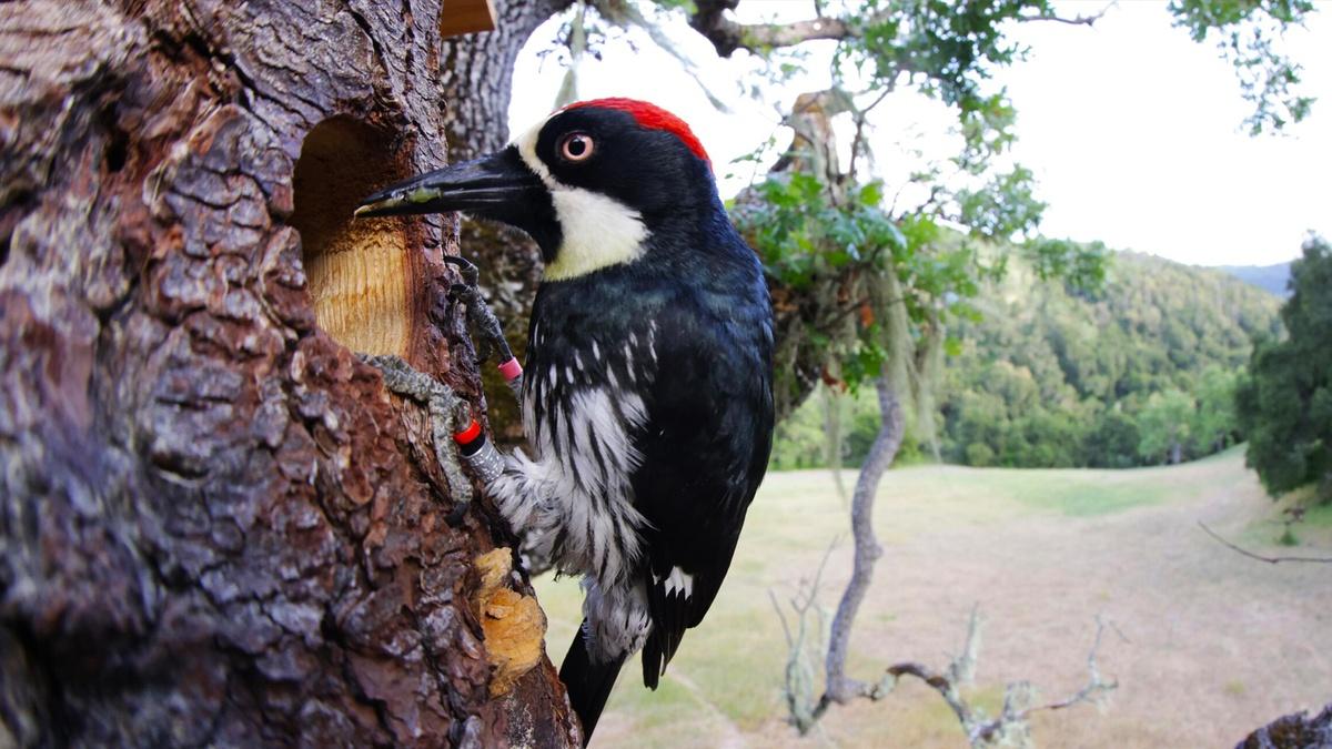 Preview of Woodpeckers: The Hole Story | Nature | THIRTEEN - New York Public Media
