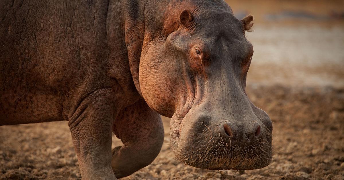 Nature | Hippo King | Season 40 | Episode 11 | KPBS