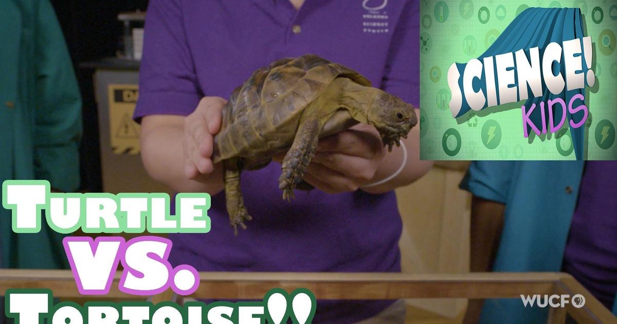 Science! KIDS | Turtles vs. Tortoises | Season 2 | PBS