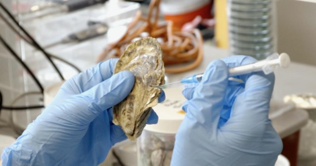 Rhode Island PBS Weekly | Oysters and Genetics | Season 2 | Episode 34 ...