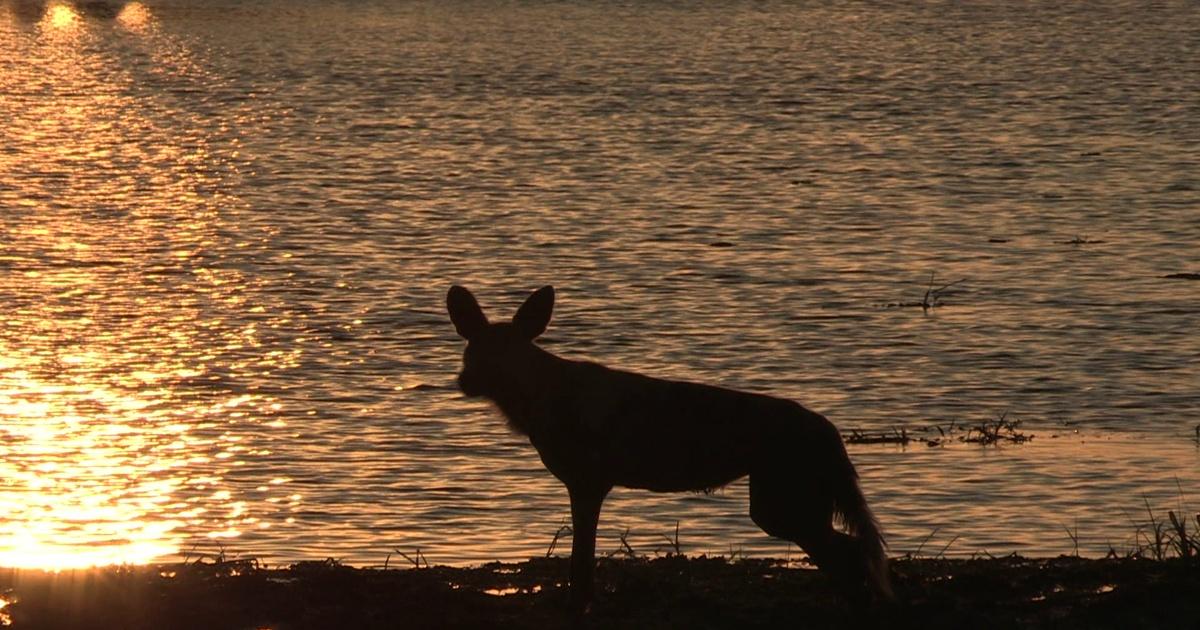 CET Community | Painted Dogs: Ancient Canid, Modern Conservation | PBS