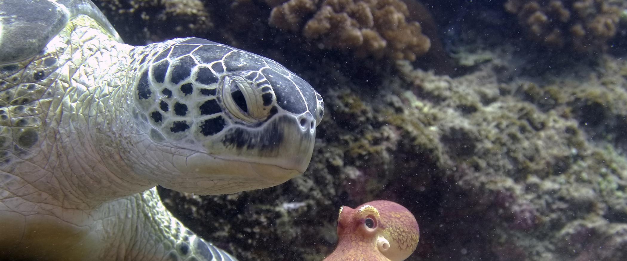 Watch Nature PBS online