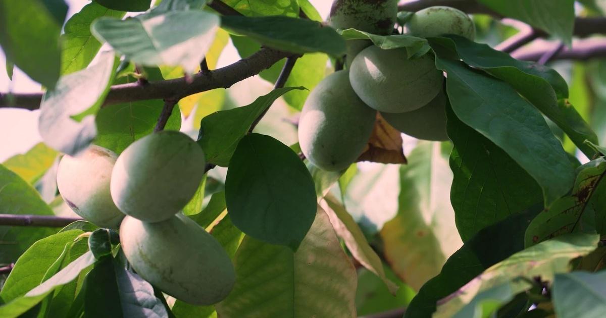 PBS News Hour | The pawpaw: America's forgotten fruit finds new popularity | Season 2025 | PBS