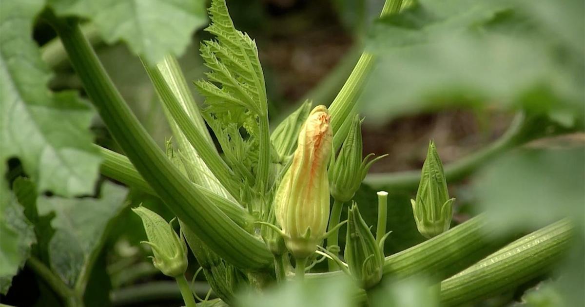 Virginia Home Grown | Explore resources to help Virginia Farmers ...