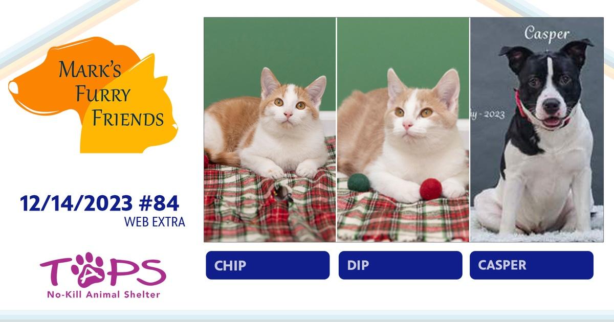 Mark’s Furry Friends | 12/14/2023 | Chip, Dip and Casper | Web Extra ...