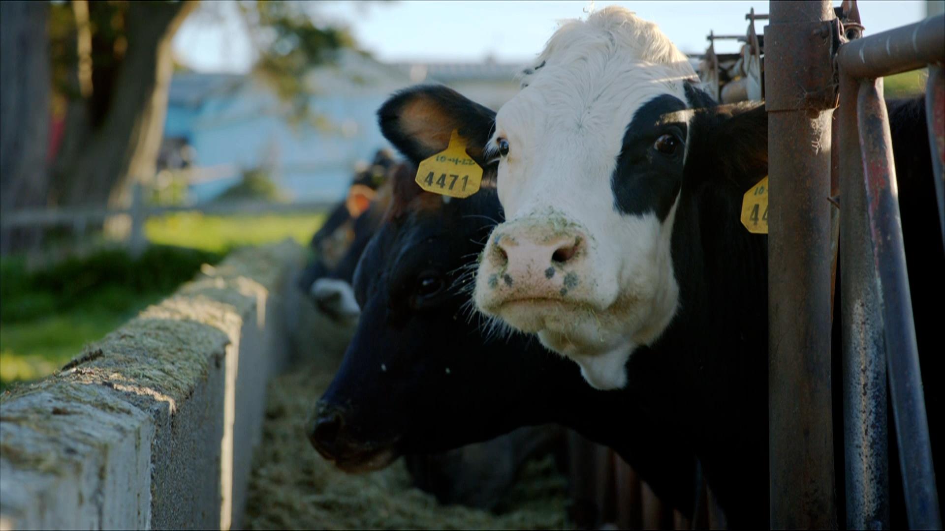 Farmers turn to seaweed to reduce methane emissions | PBS News Hour ...