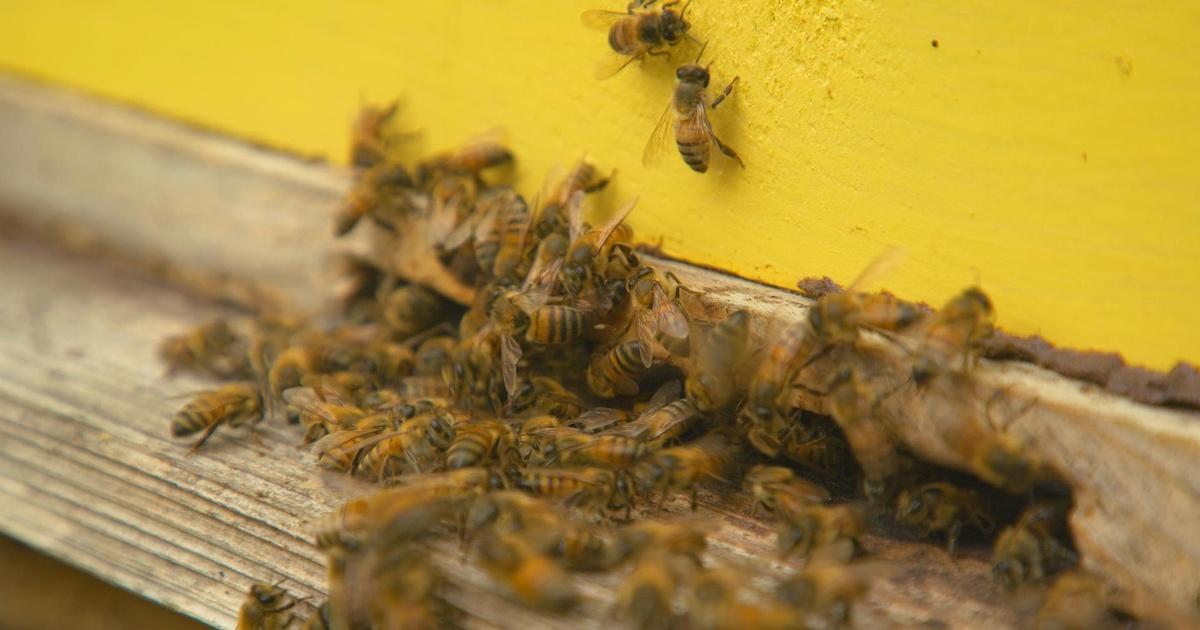 Charlie Bee Company | Bee Boy Toys | Season 2 | Episode 7 | PBS