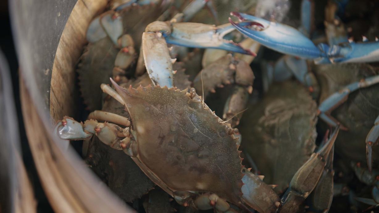 Blue Crabs in Maryland | Watch on PBS Wisconsin