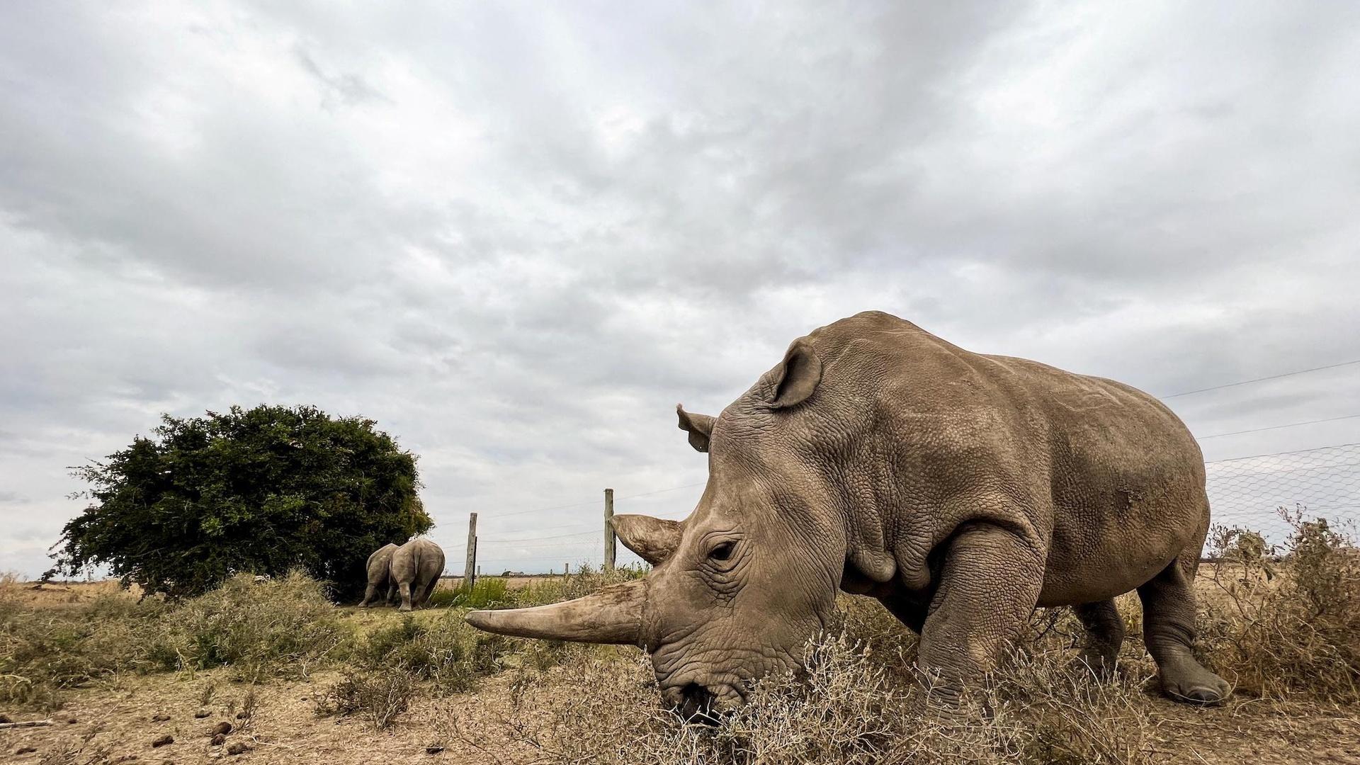 Can science save the northern white rhino from extinction? | PBS News ...