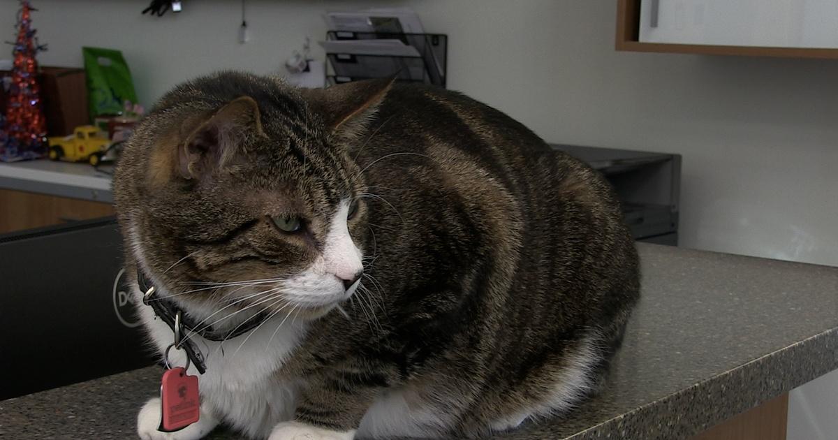 Community Connection | Animal Services Center of the Mesilla Valley ...