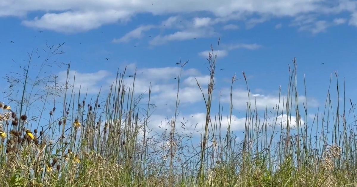 Chicago Tonight | Swarms of Dragonflies Along Lake Michigan in Chicago ...