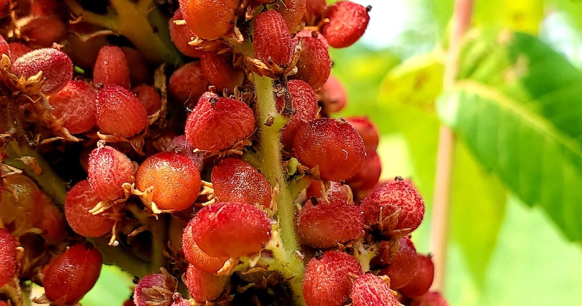 Prairie Sportsman | Fast Forage: Sumac | Season 14 | Episode 4 | PBS