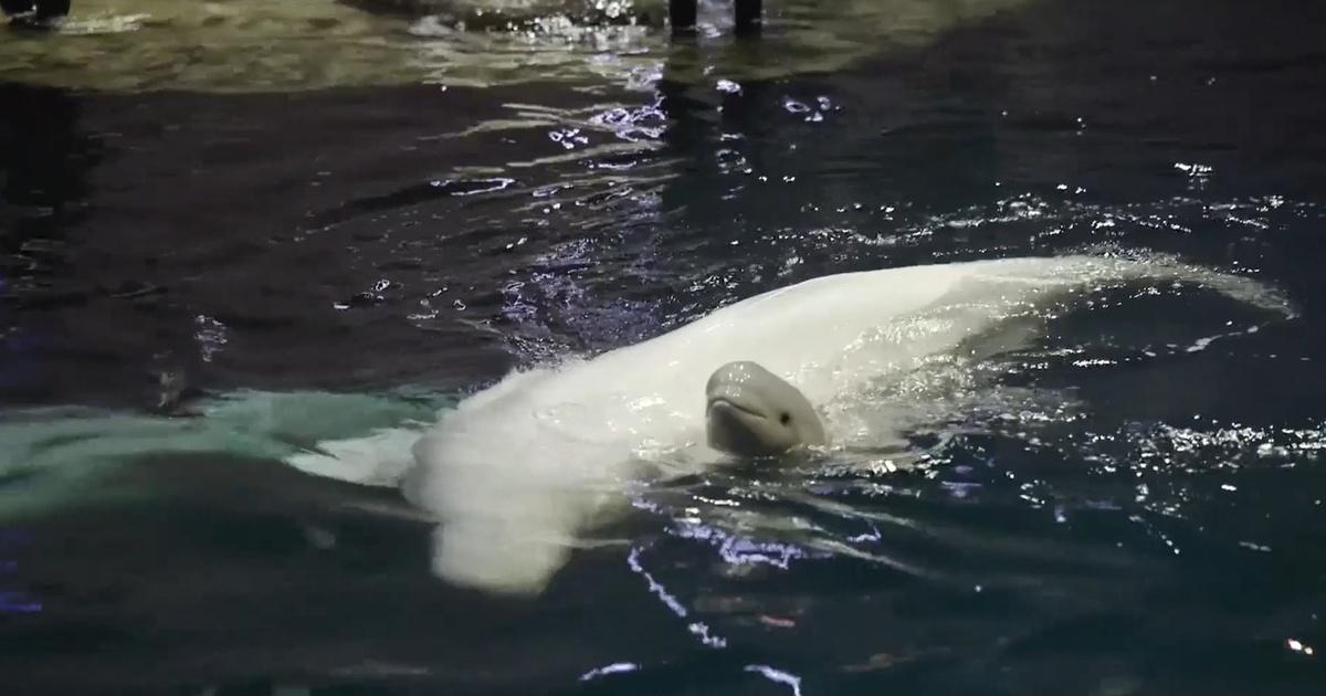Chicago Tonight | Beluga Calf Born at Shedd Aquarium | Season 2024 | WTTW
