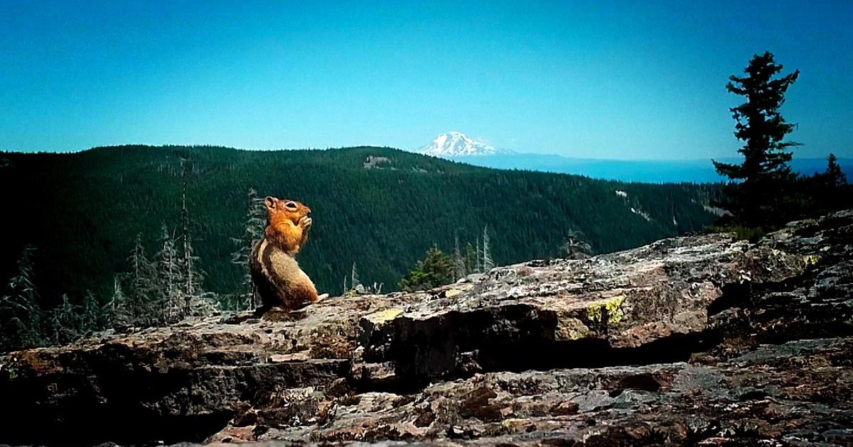 Oregon Field Guide | After Fire Wildlife Cameras; Red Fox; PDX Mountain ...