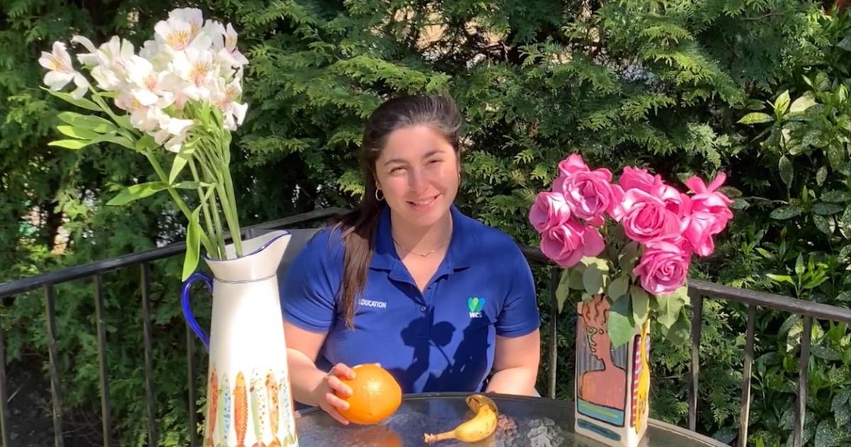 Camp TV | Pollinators | Season 2020 | PBS