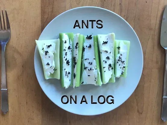 NOVA | Edible Insects | Season 48 | Episode 14 | PBS