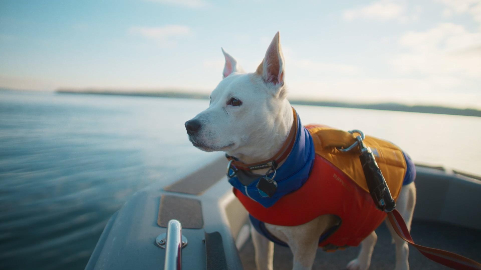 Orca SOS: Sniffing Out Clues to Save the Southern Residents | Human ...