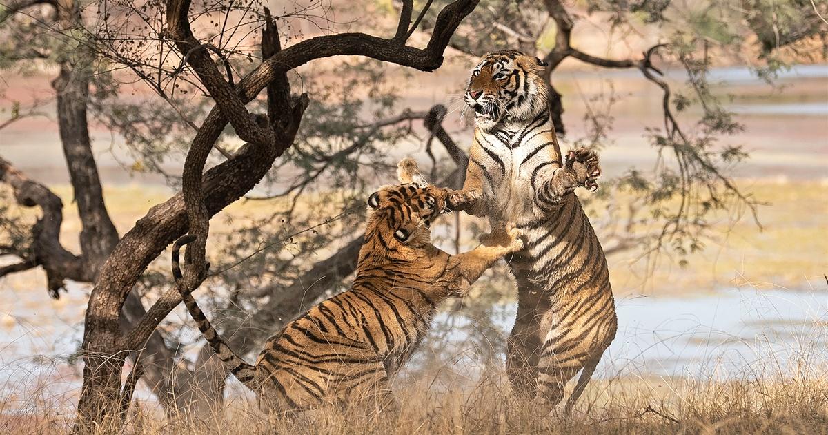 Nature | Tiger Mom Fights to Protect Her Cubs | Season 44 | Episode 13 ...