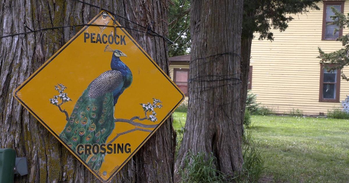Iowa Life Mr And Mrs Peacock Season 1 Episode 102 Pbs