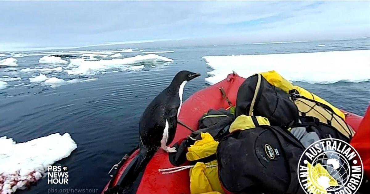 PBS NewsHour | A curious penguin joins scientists for a cold-water ...