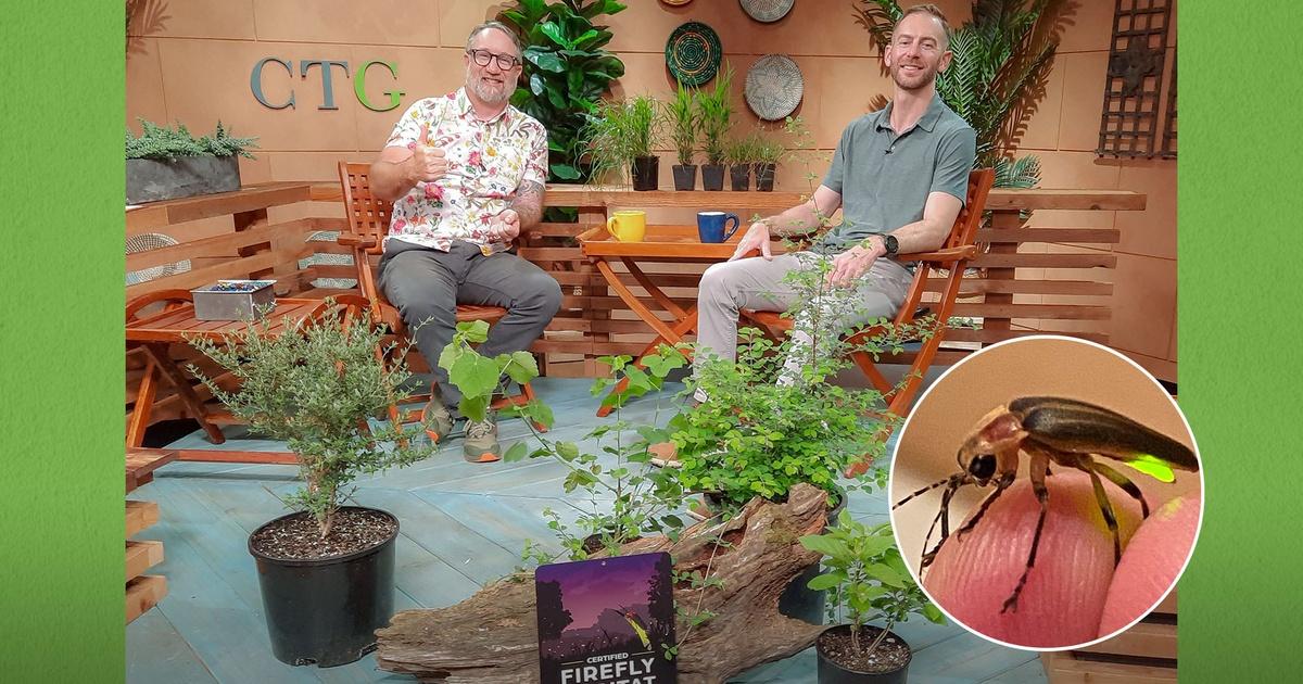 Central Texas Gardener | Light the Night with Fireflies | Season 29 ...