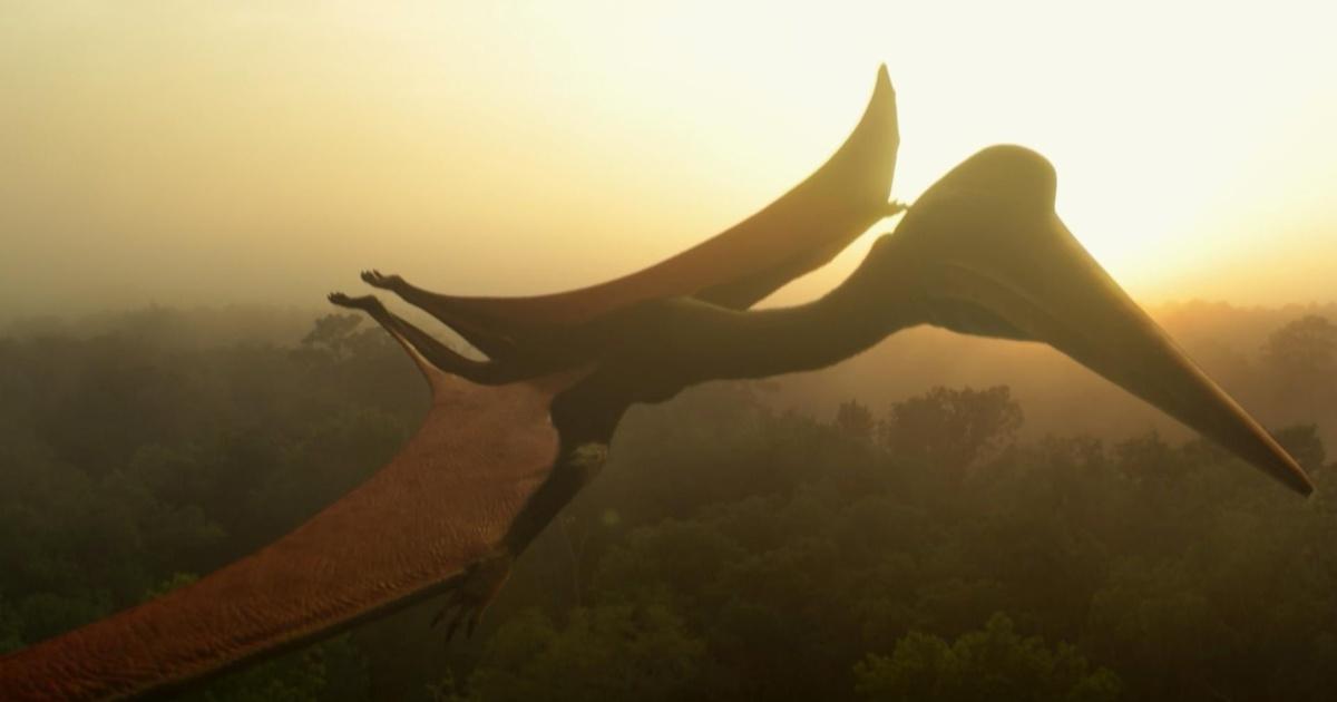 NOVA | Inside a Fossilized Pterosaur Egg | Season 49 | Episode 6 | PBS