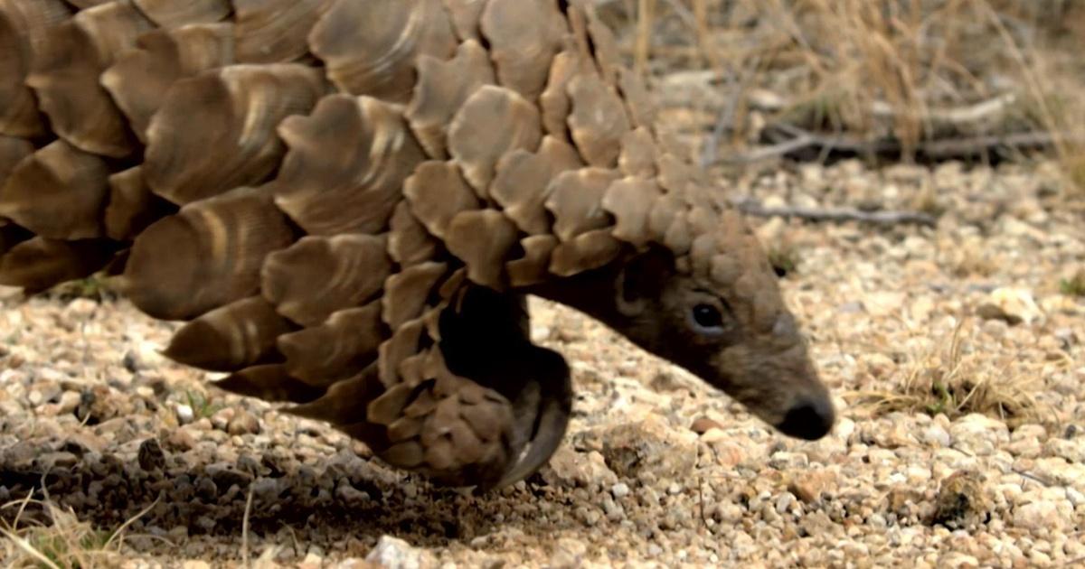MetroFocus | THE PLIGHT OF THE PANGOLIN | Season 2018 | PBS
