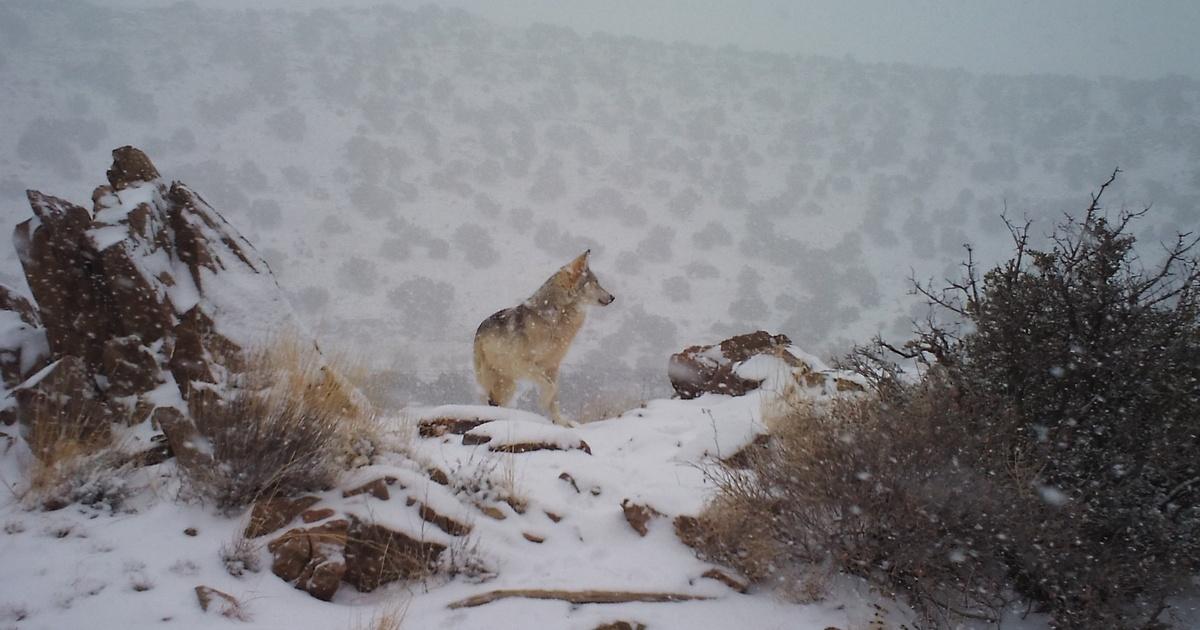 Our Land: New Mexico’s Environmental Past, Present and Future | Wild ...