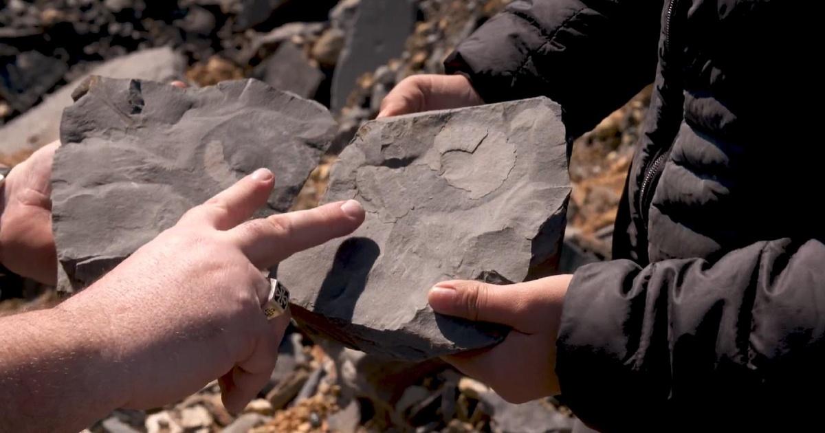 Discovering Alabama | Alabama Fossils | PBS