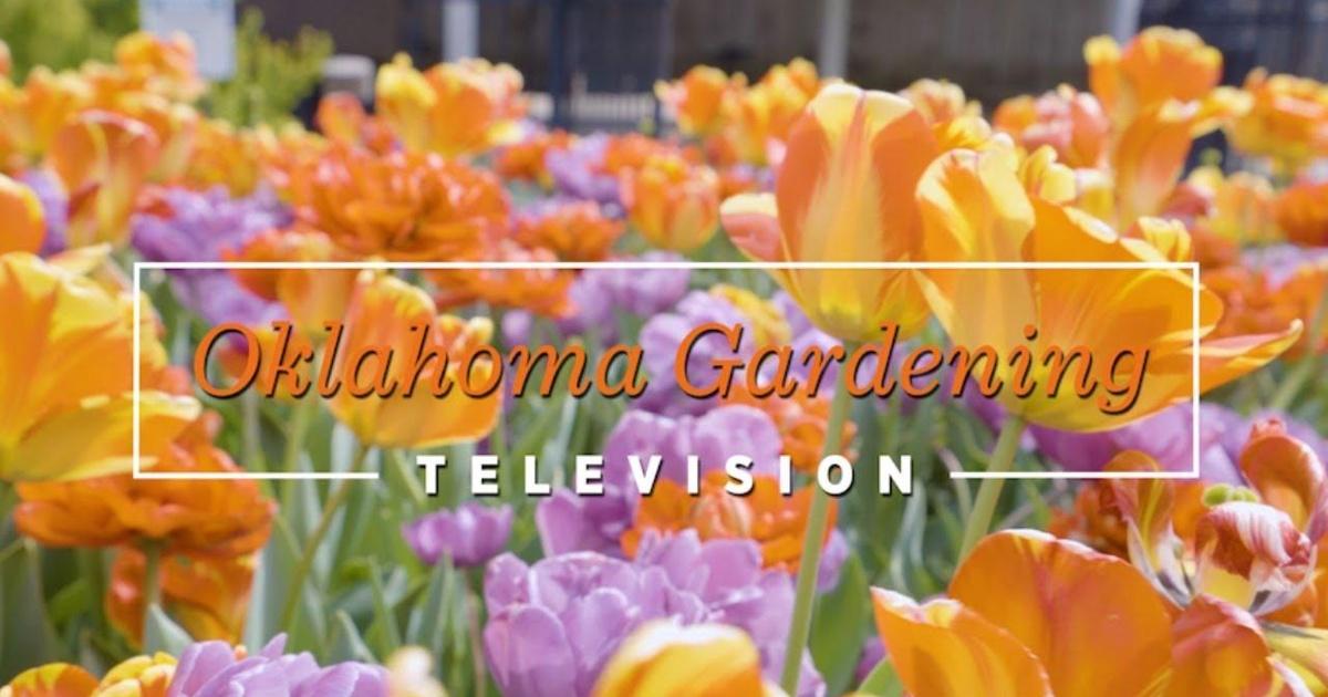 Oklahoma Gardening | A Pop of Color on the Best of Oklahoma Gardening ...