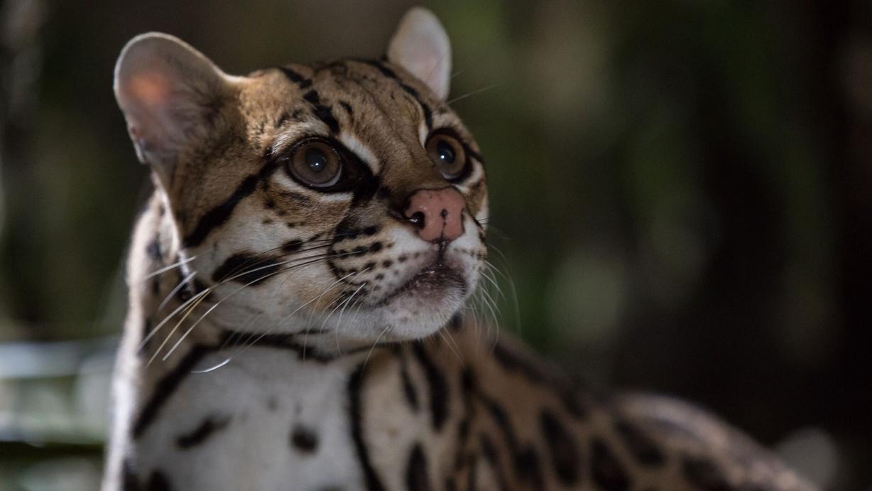 American Ocelot | Watch on Alabama Public Television