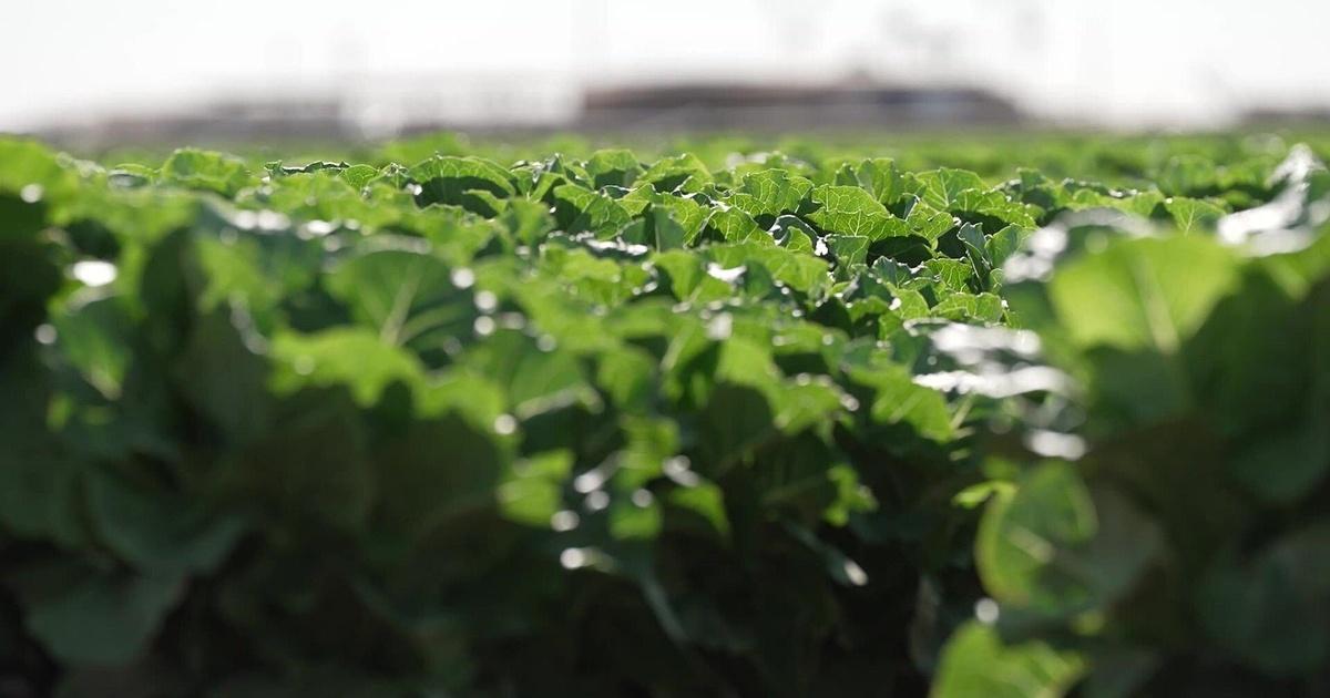 PBS News Hour | Arizona farmers forced to adapt as water source dries ...