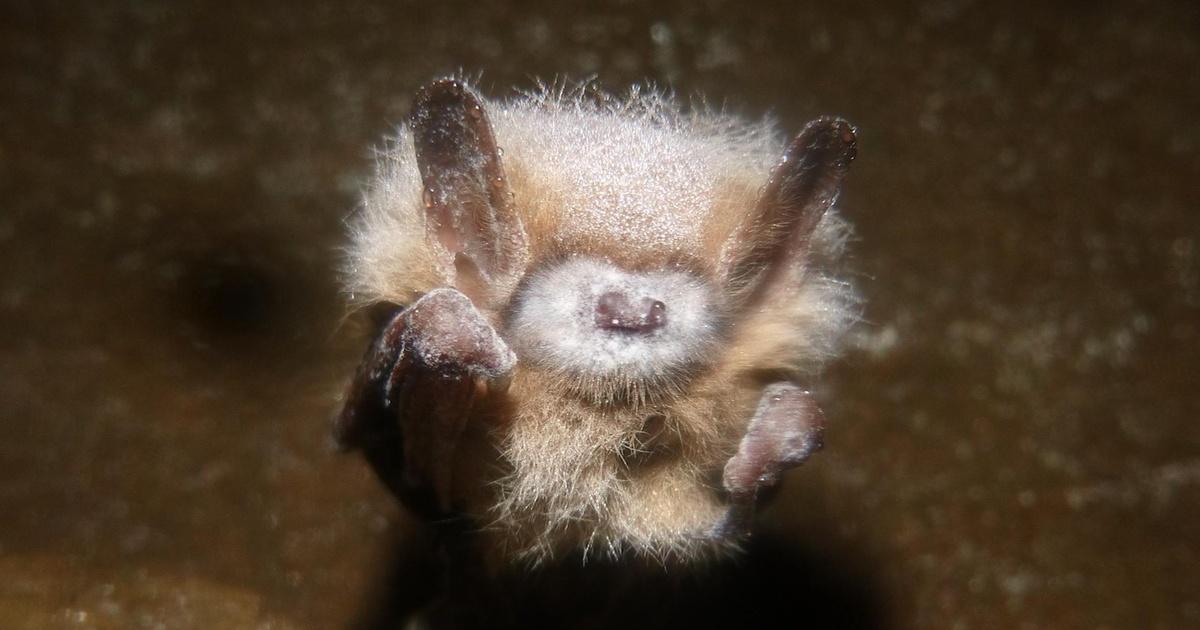 SCI NC | Saving Bats | PBS