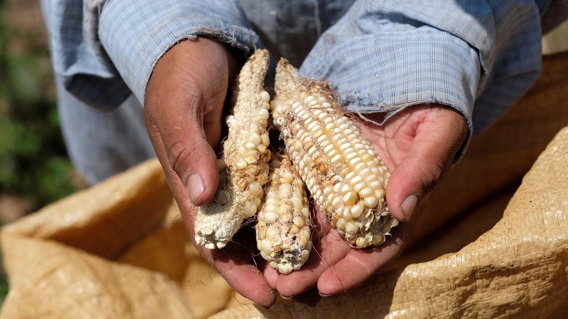 Regional Conflict, Global Hunger | GZERO WORLD with Ian Bremmer ...