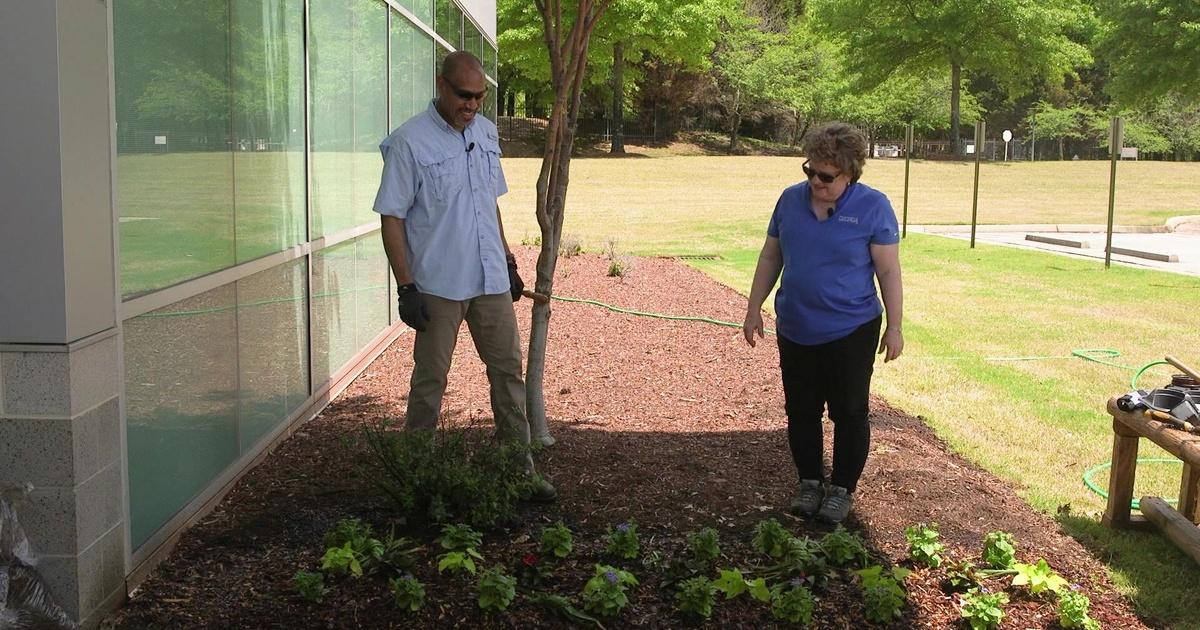 The Family Plot | Planting Impatiens, Sweet Potato Vine, and Ageratum ...