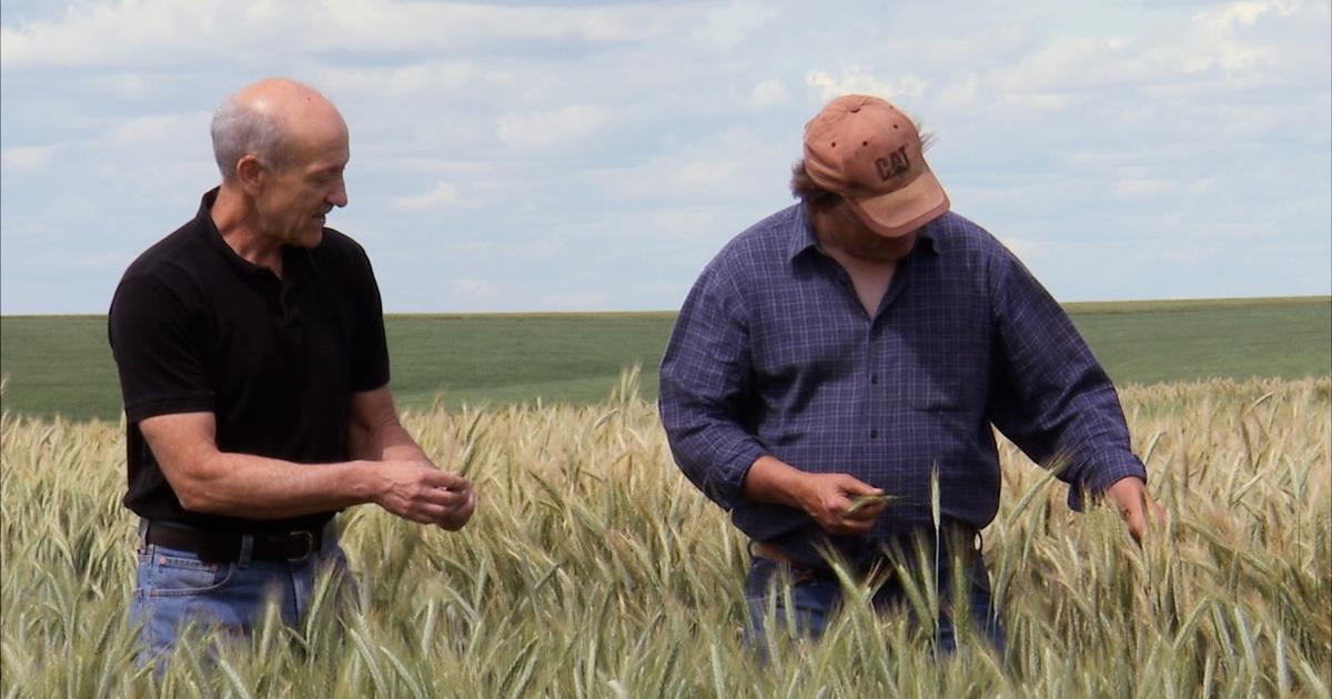 America's Heartland | Dryland Wheat Farmers | Season 18 | PBS