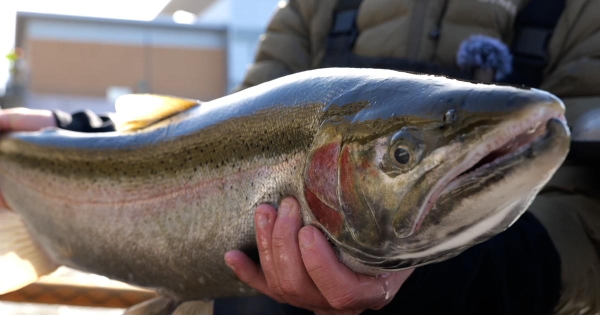 Michigan Out-of-Doors | Steelhead fishing, Coho fishing, Walleye ...