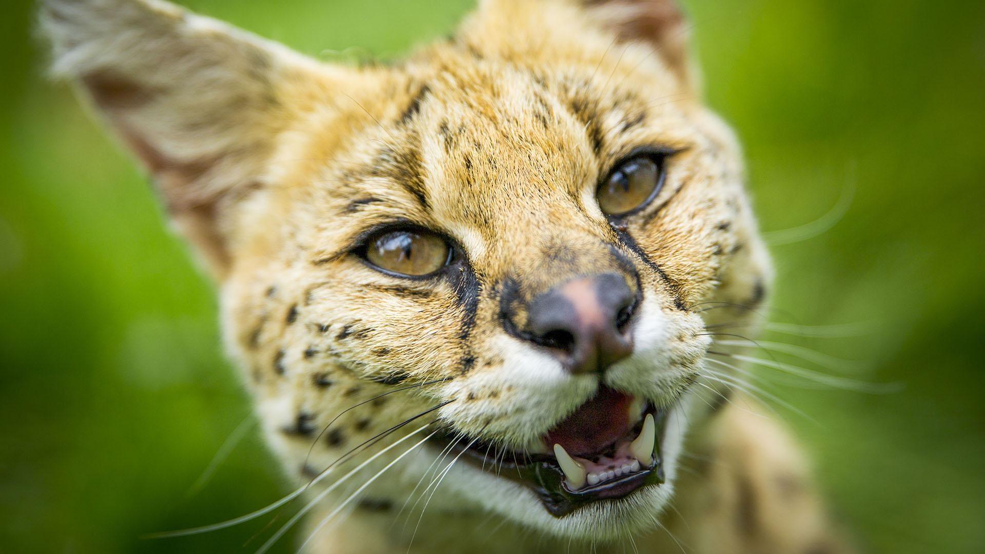 Super Cats: Episode 3 | Science and Secrets | Nature | THIRTEEN - New ...