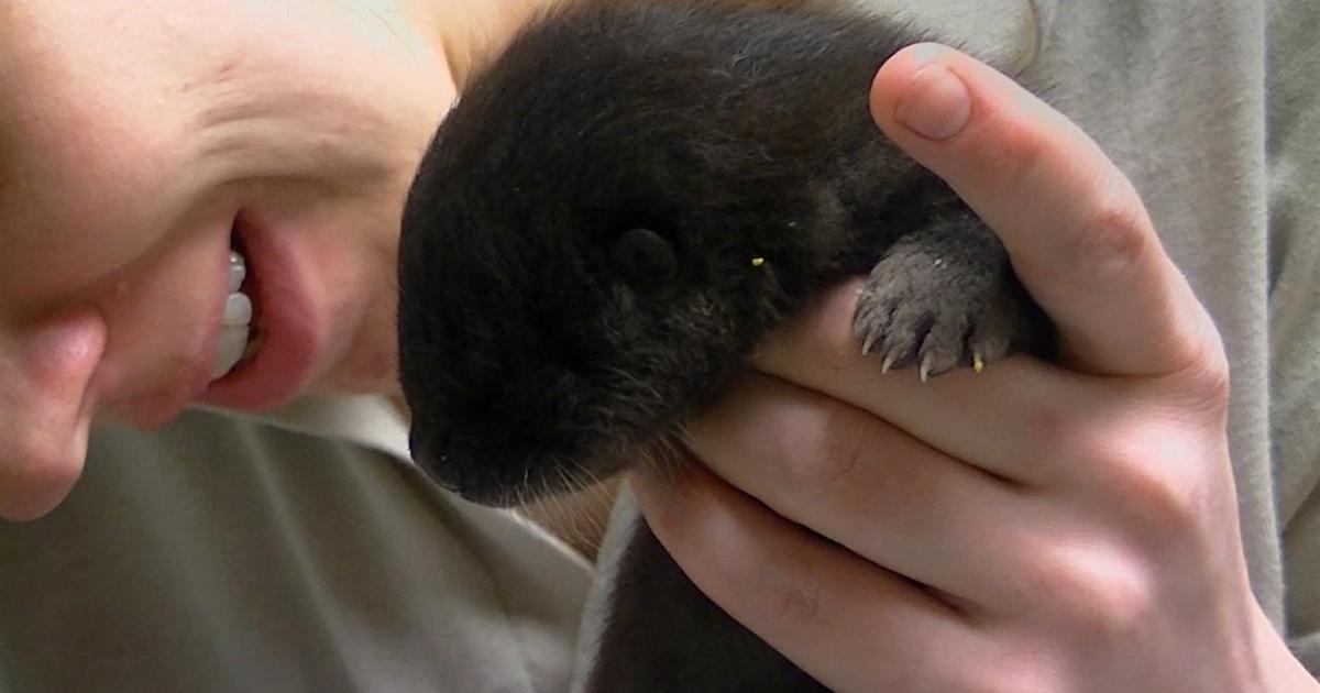 Nature | Adorable Otter Orphans Learn to Swim | Season 36 | Episode 3 | PBS