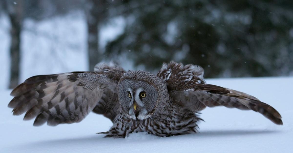 Nature | How Great Grey Owls Hunt Hidden Prey | Season 42 | Episode 13 ...
