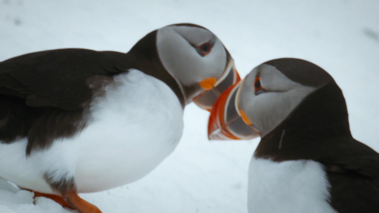 Puffins Reunite with Their Lifelong Mates | Watch Nature on PBS Wisconsin