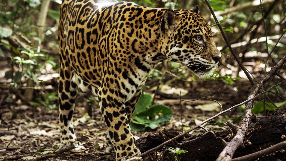 Preview of Jaguar Beach | Nature | THIRTEEN - New York Public Media